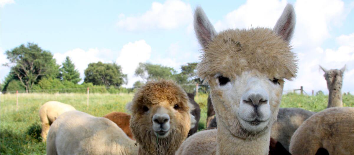 Malpaca Pillows Interview: Great American Brand - AllAmerican.org