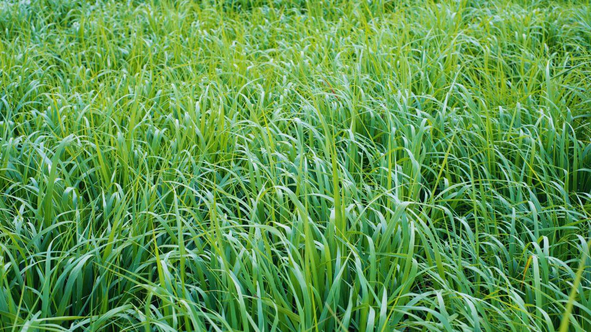 USDA Spending $240 Million to Boost Biofuel Production in United States ...